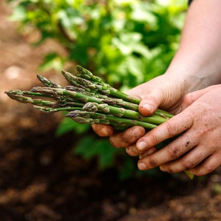 How To Transplant Asparagus Plants | Gardening Know How