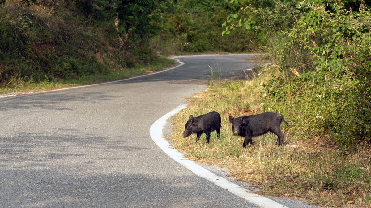 What to do if you see a wild boar while hiking | Advnture