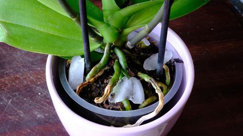 How to get an orchid to rebloom in 6 easy steps | Tom's Guide