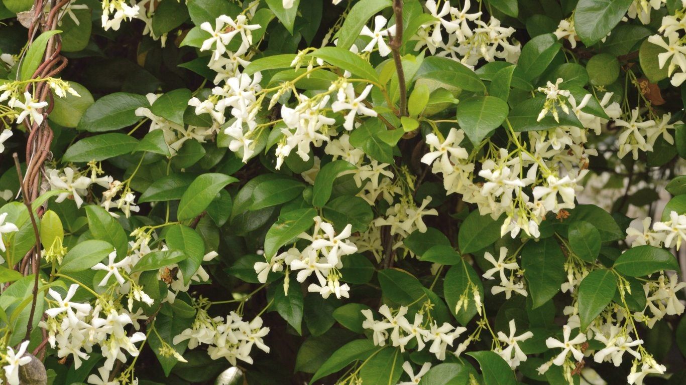 Jasmine Vines For Zone 7 Gardens - Tips On Growing Jasmine In Zone 7 ...