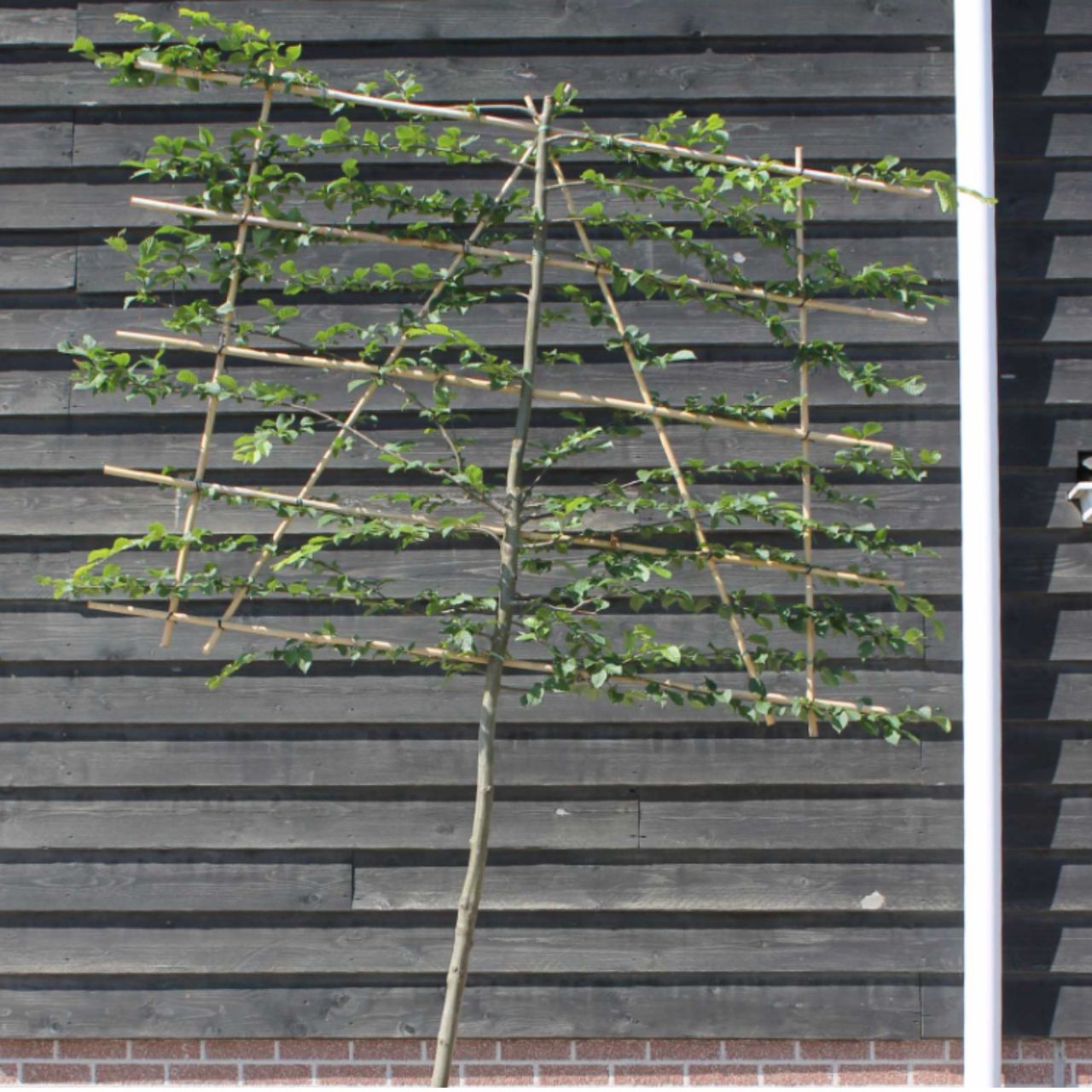 Are pleached trees worth it? Everything you need to know | Ideal Home