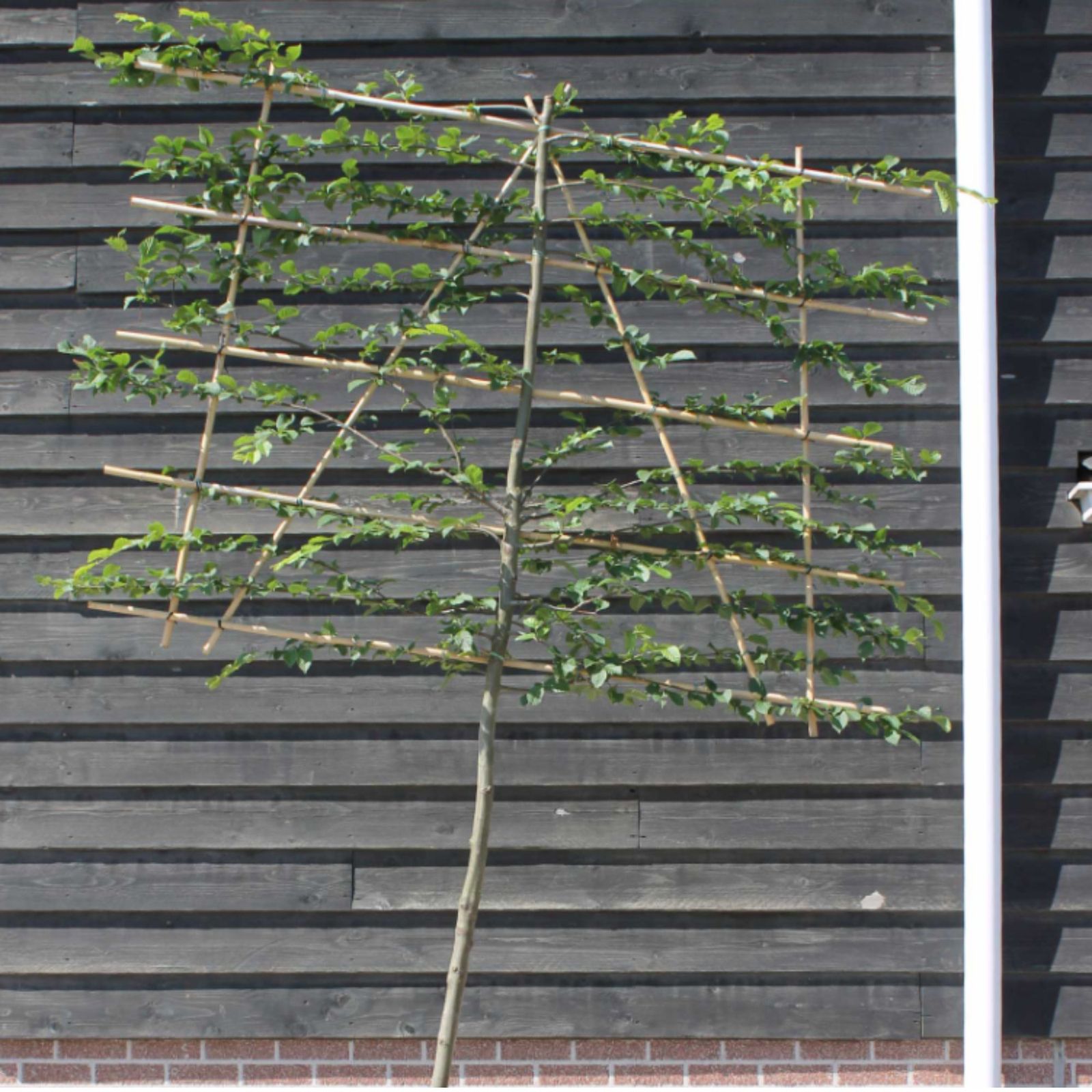 Are pleached trees worth it? Everything you need to know | Ideal Home