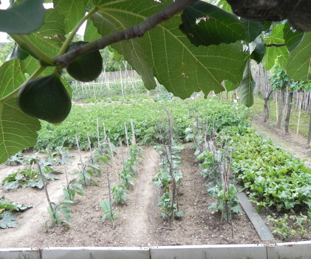 Why you should plant trees in a vegetable garden | Homes and Gardens