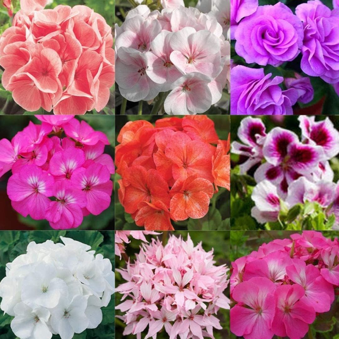 5 companion plants for roses to support & protect your blooms | Livingetc