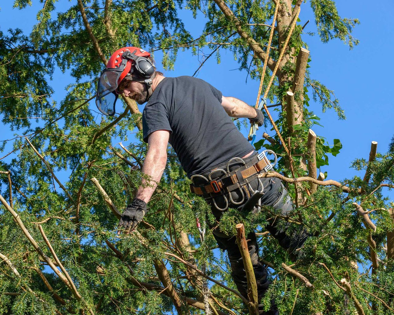 Pruning yews: top tips for getting yours in shape | Gardeningetc