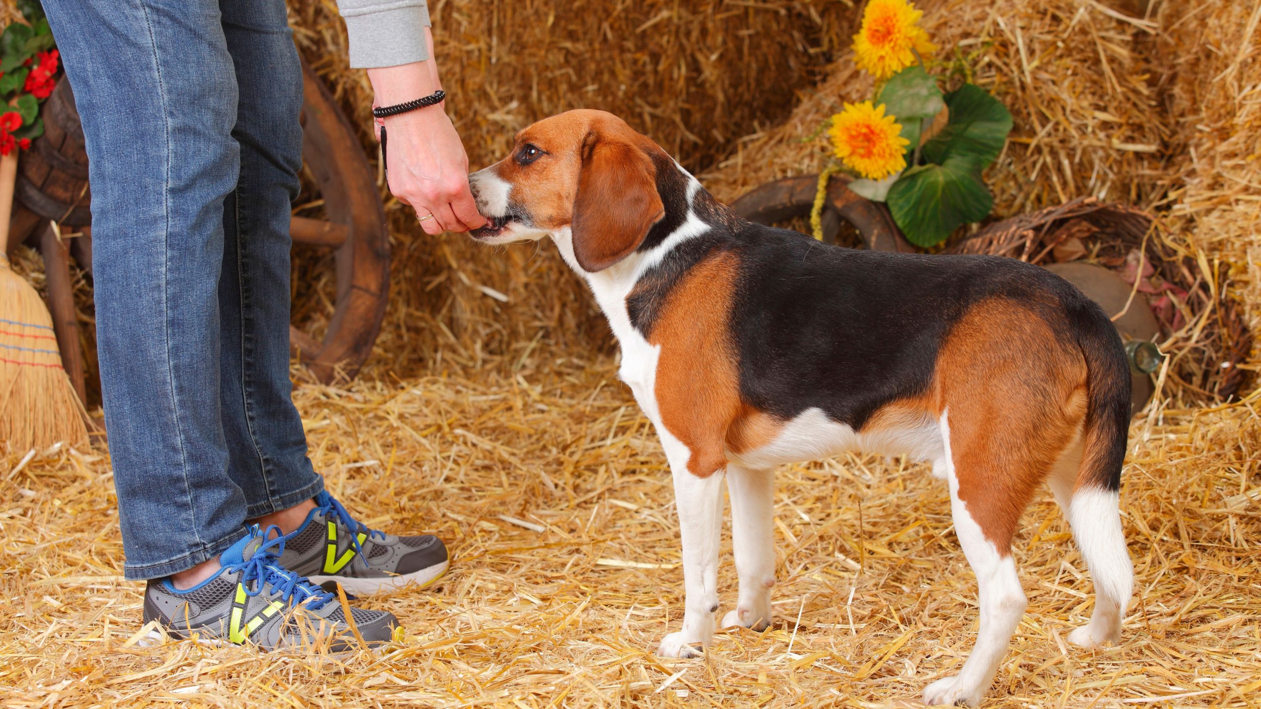 If your dog only responds when you have a treat, try this trainer's ...