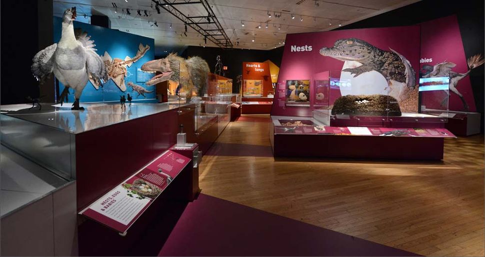 Photos: Birds Evolved from Dinosaurs, Museum Exhibit Shows | Live Science