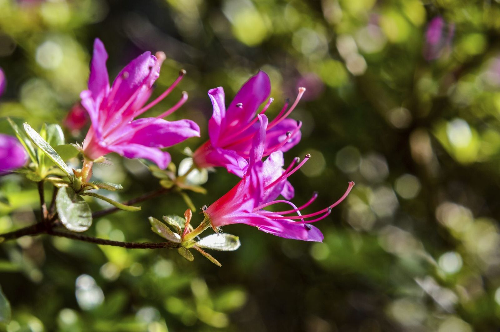 How To Root Azalea Cuttings to Get More of Your Favorite Plant ...