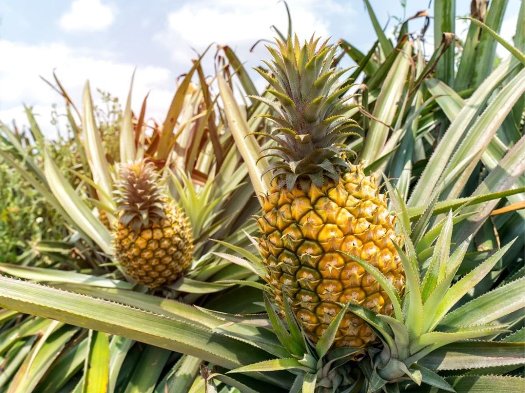 How To Grow Pineapple Plants Indoors And In The Garden | Gardening Know How