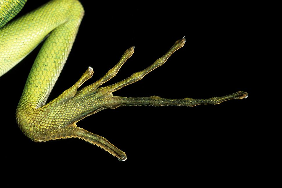 13 Extremely Weird Animal Feet | Live Science