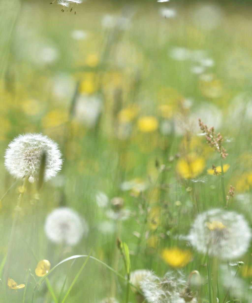 Trap plants – everything you need to know | Homes and Gardens