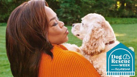 Five celebrity rescue dogs - pooches from the pound that found fame ...