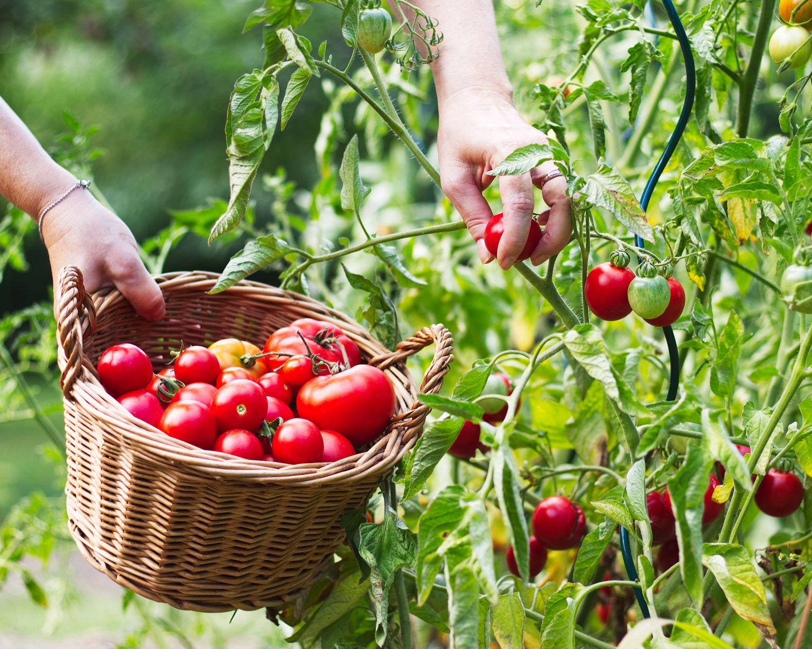 How & When To Pick Tomatoes For Deliciously Ripe Results | Gardening ...