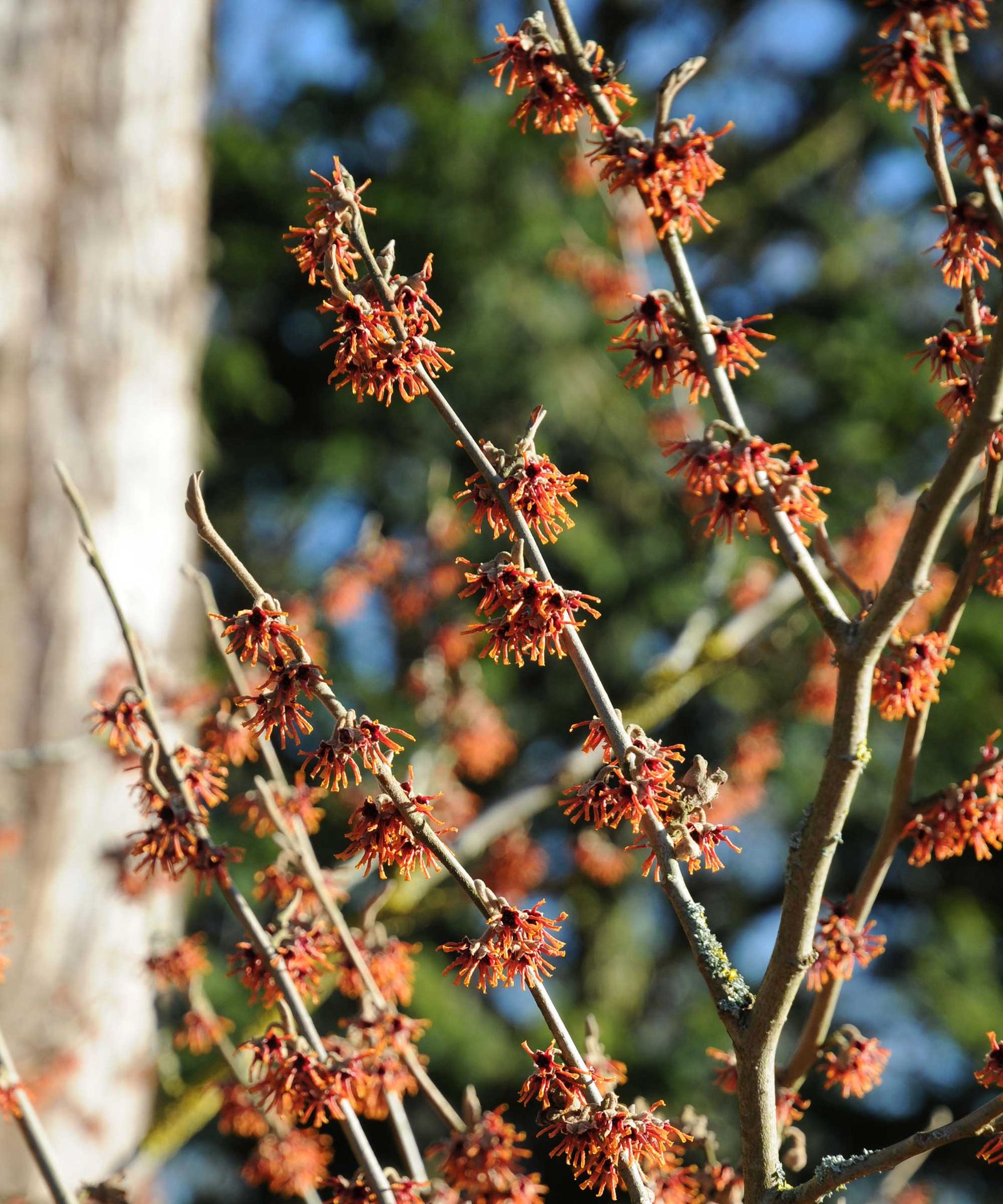 Spring-flowering plants: 11 bright and beautiful picks | Homes and Gardens