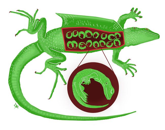 Fossil Reveals Oldest Pregnant Lizard | Live Science