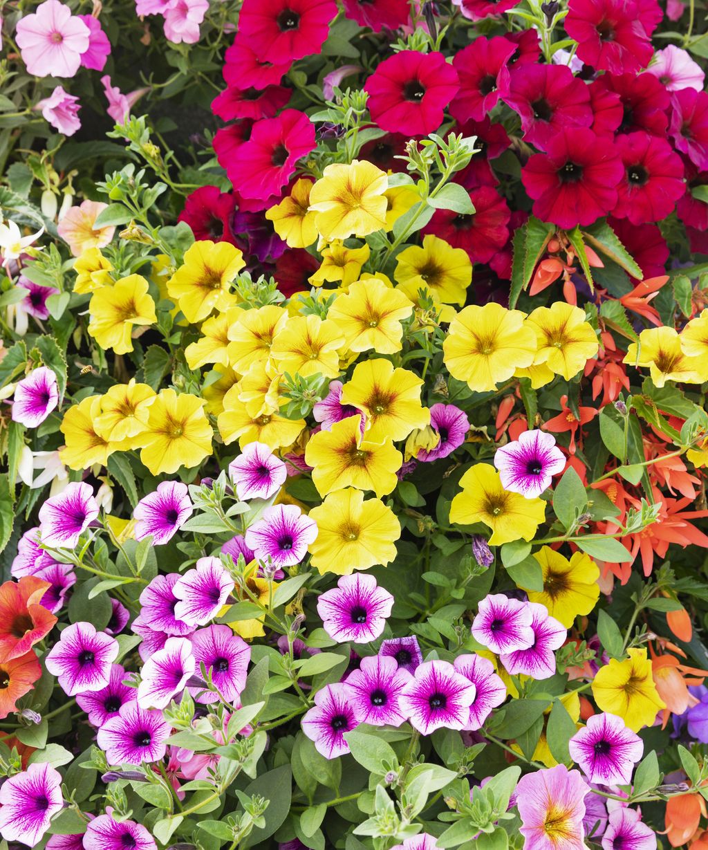 Fall flowers for pots: 12 ideas to add color and interest | Homes and ...