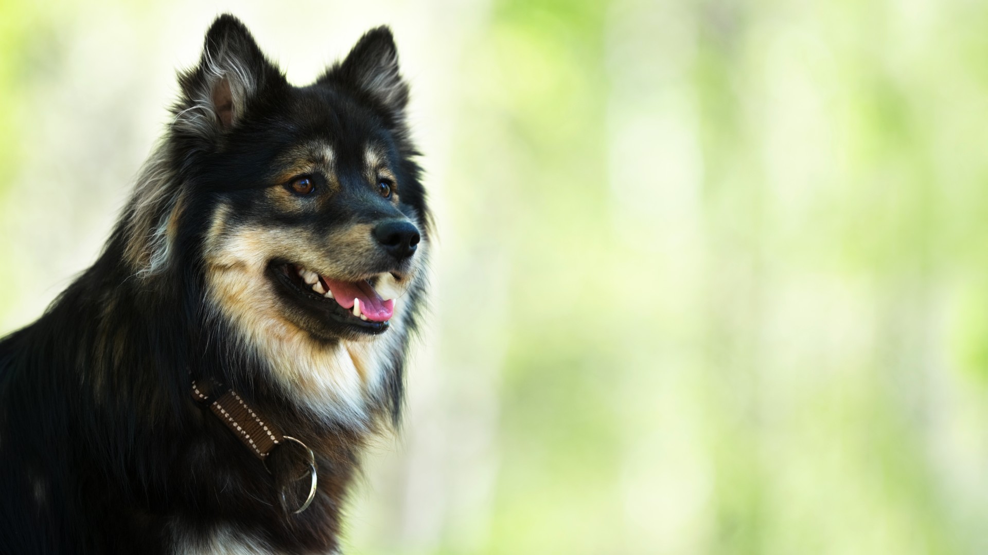 10 popular spitz dog breeds | PetsRadar