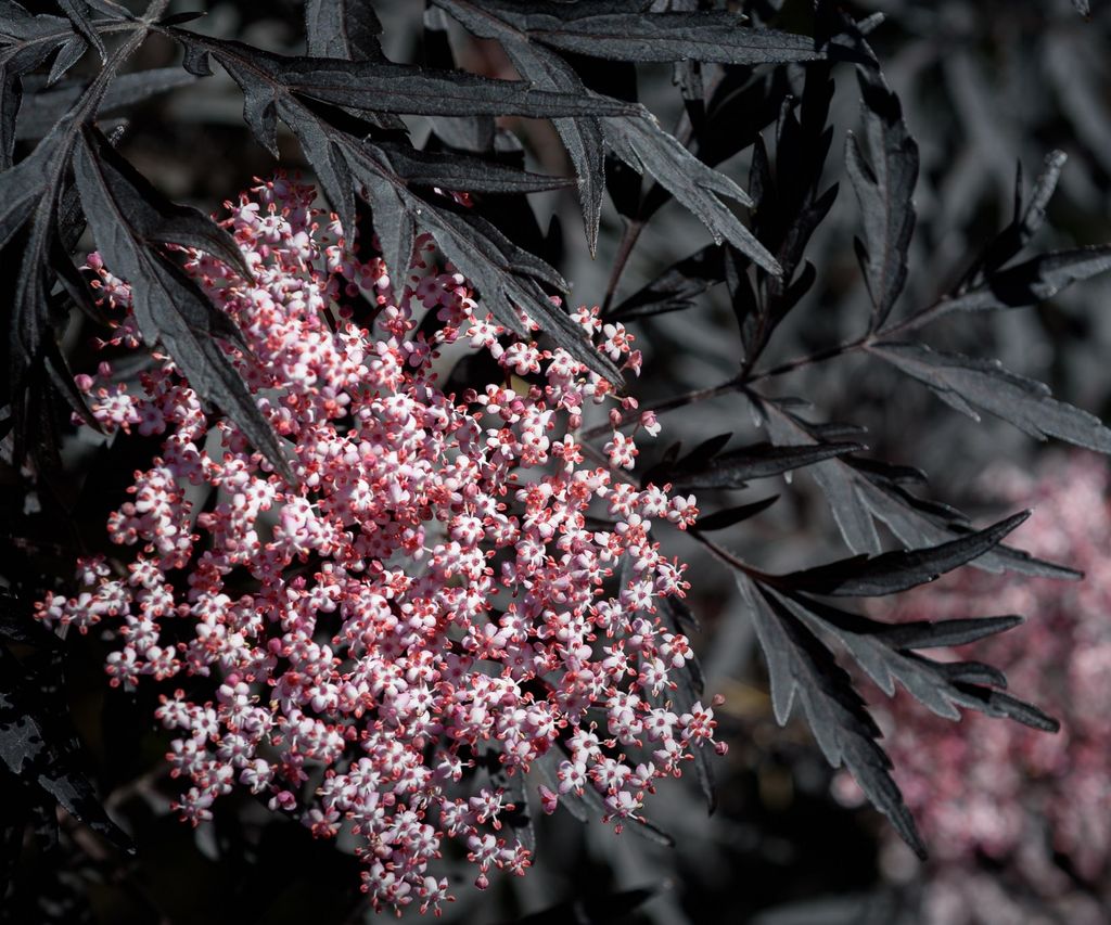 Best shrubs with dark foliage: top plants with purple leaves | Homes ...