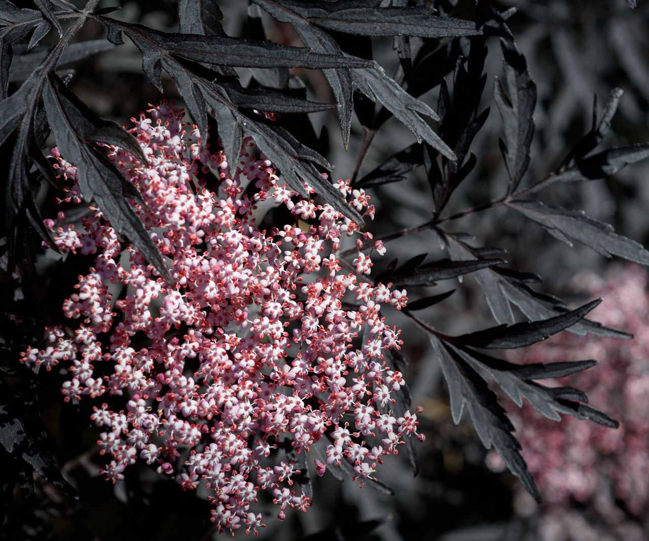 Best shrubs with dark foliage: top plants with purple leaves | Homes ...