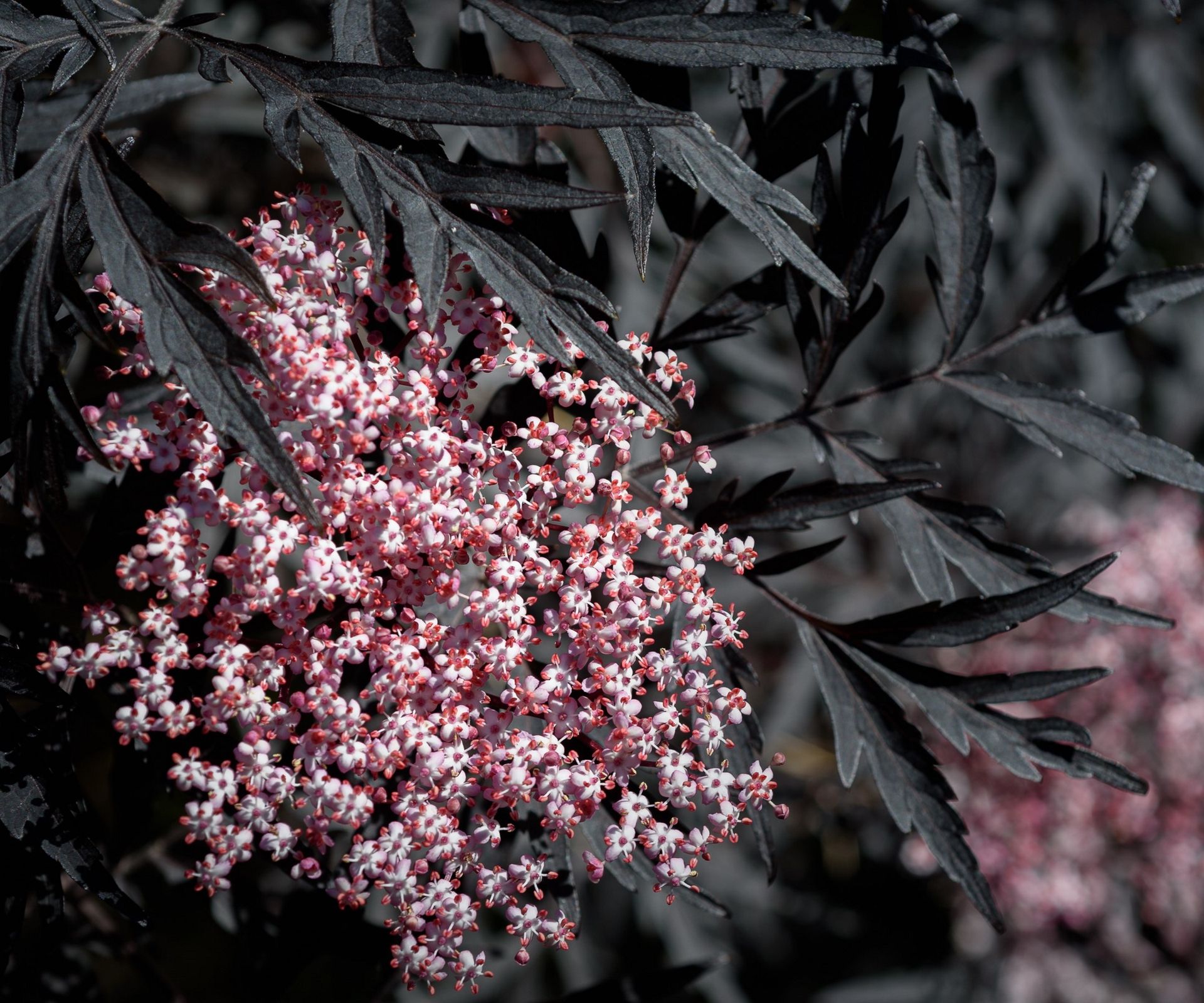 Best shrubs with dark foliage: top plants with purple leaves | Homes ...