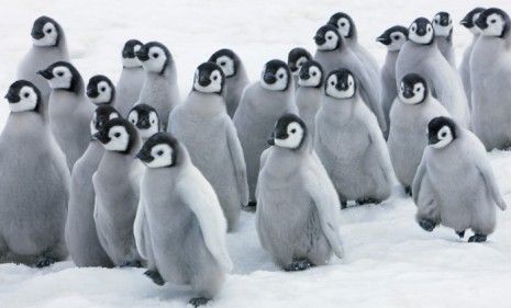The penguin-tagging problem | The Week