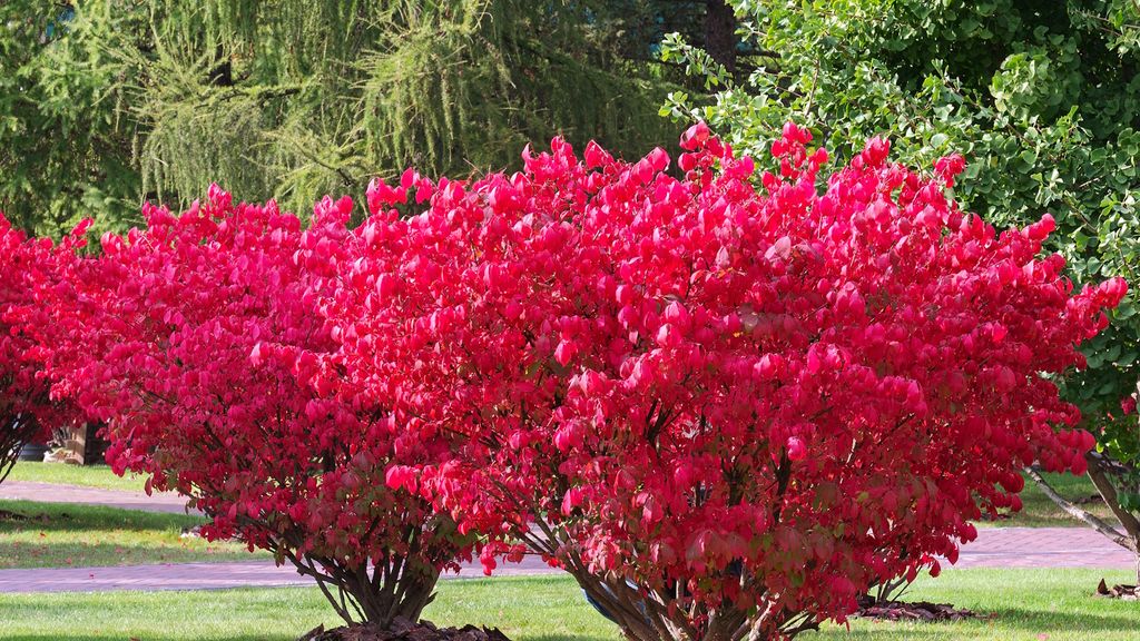How to control burning bush: expert invasive shrub advice | Homes and ...