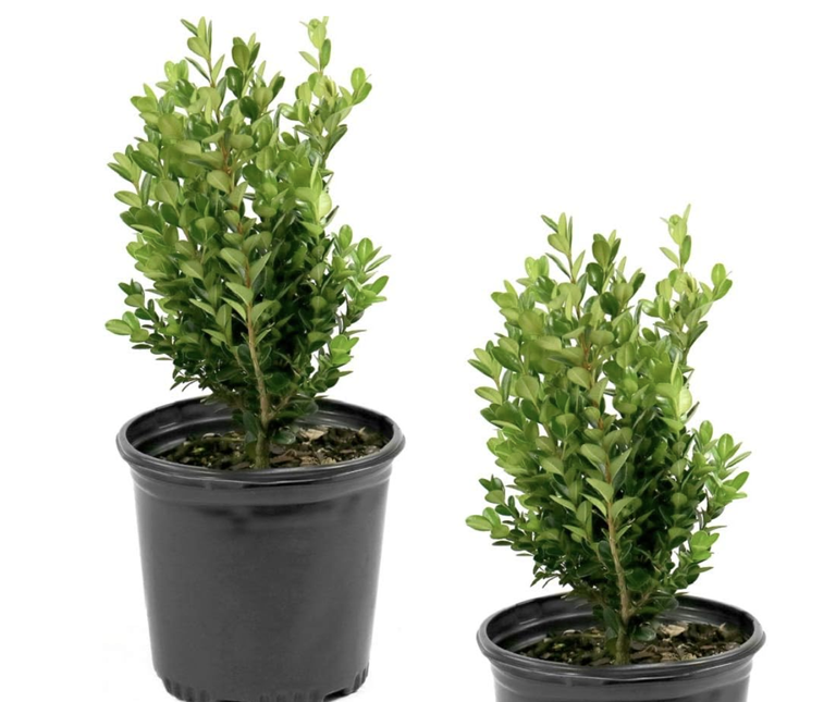 7 front door plants that make your home look more welcoming | Livingetc