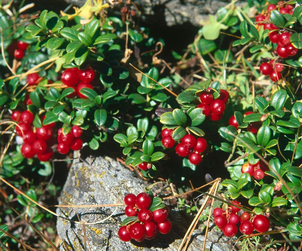 When and how to harvest cranberries - expert tips | Homes and Gardens