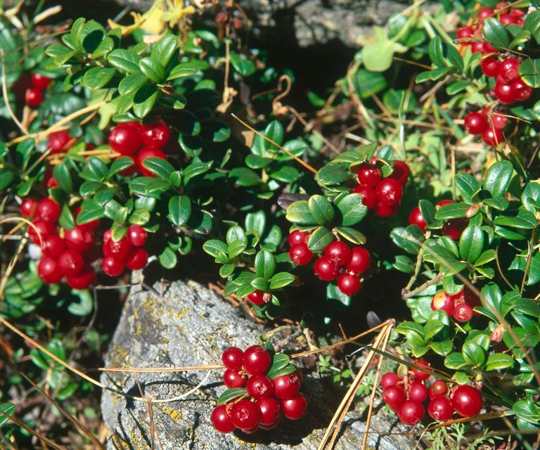 When and how to harvest cranberries - expert tips | Homes and Gardens
