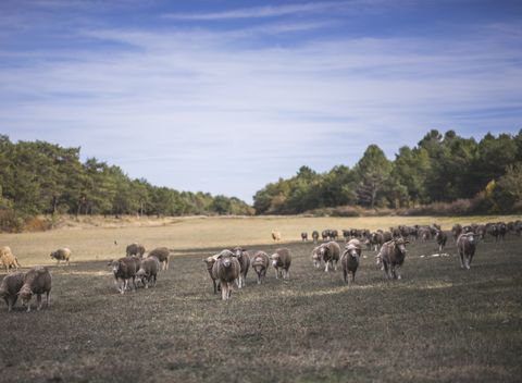 What is merino wool? A guide to this outdoors wonder fabric | Advnture