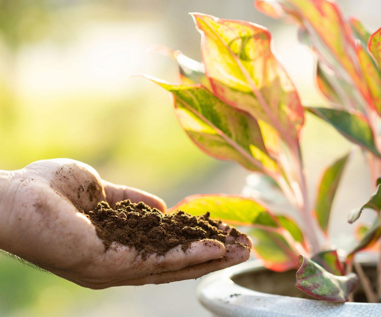 Use Coffee Grounds On Plants To Give Your Garden A Boost | Gardening ...