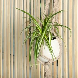 Tips & Information about Spider Plants | Gardening Know How