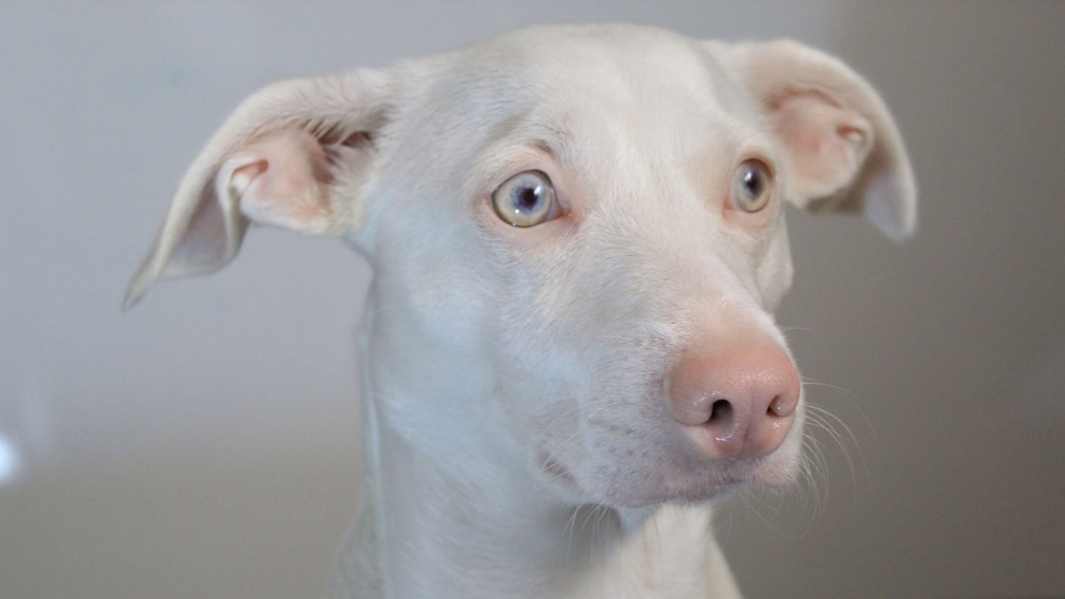Albino dogs: 32 facts you didn’t know | PetsRadar