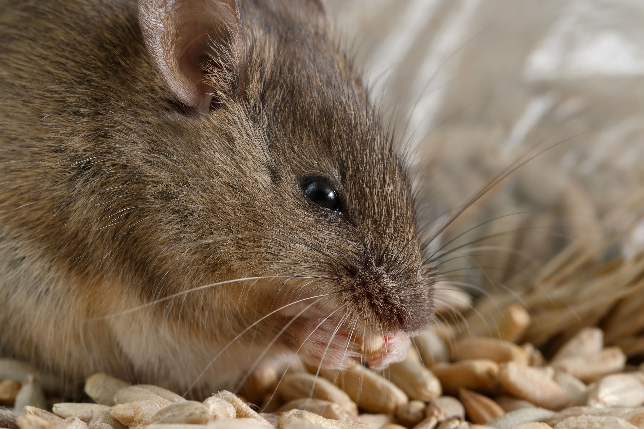 NASA had to delay a SpaceX launch because of moldy mouse food | The Week