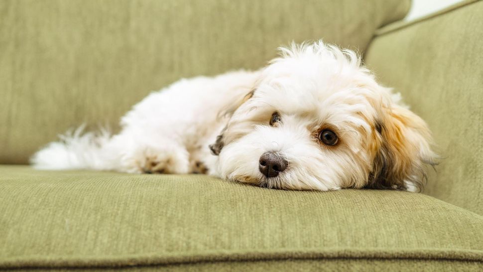 Havanese: Breed profile and information | PetsRadar