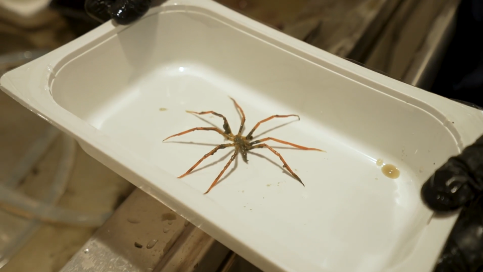 Strange 'sea pigs,' sea spiders and a spawning 'butterfly' discovered ...