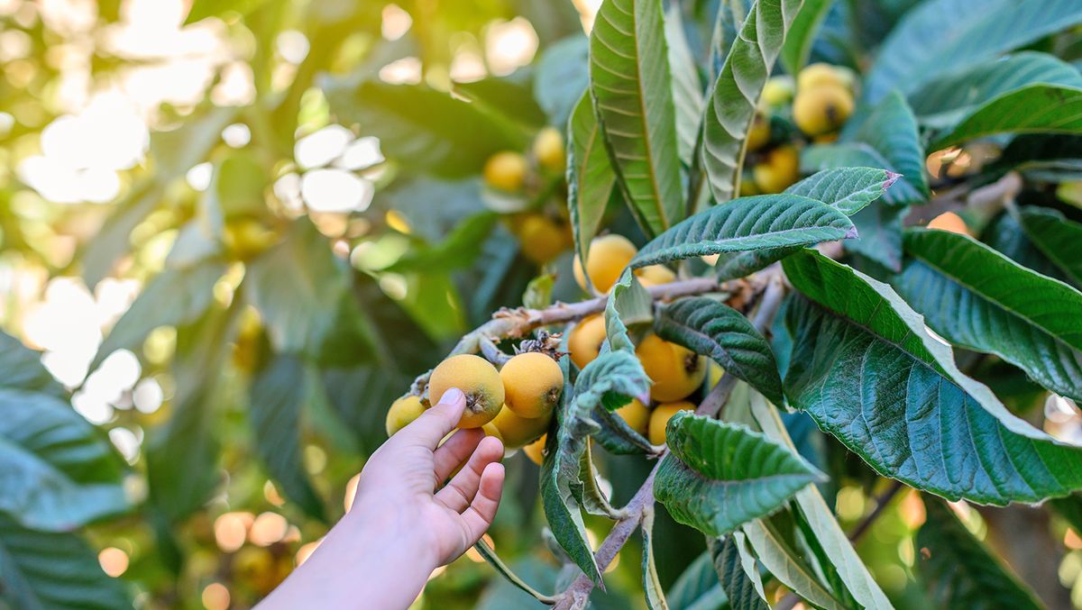 8 Drought-Tolerant Fruit Trees That Will Survive The Heat | Gardening ...