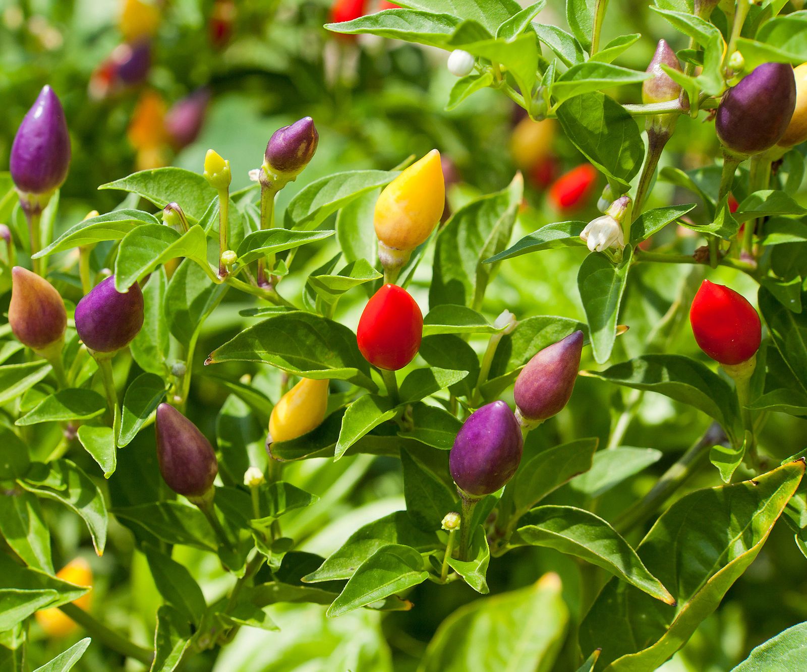 Ornamental peppers – what are they and how do you grow them? | Homes ...