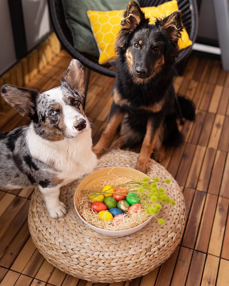 21 pet photography ideas to inspire you all-year round | PetsRadar