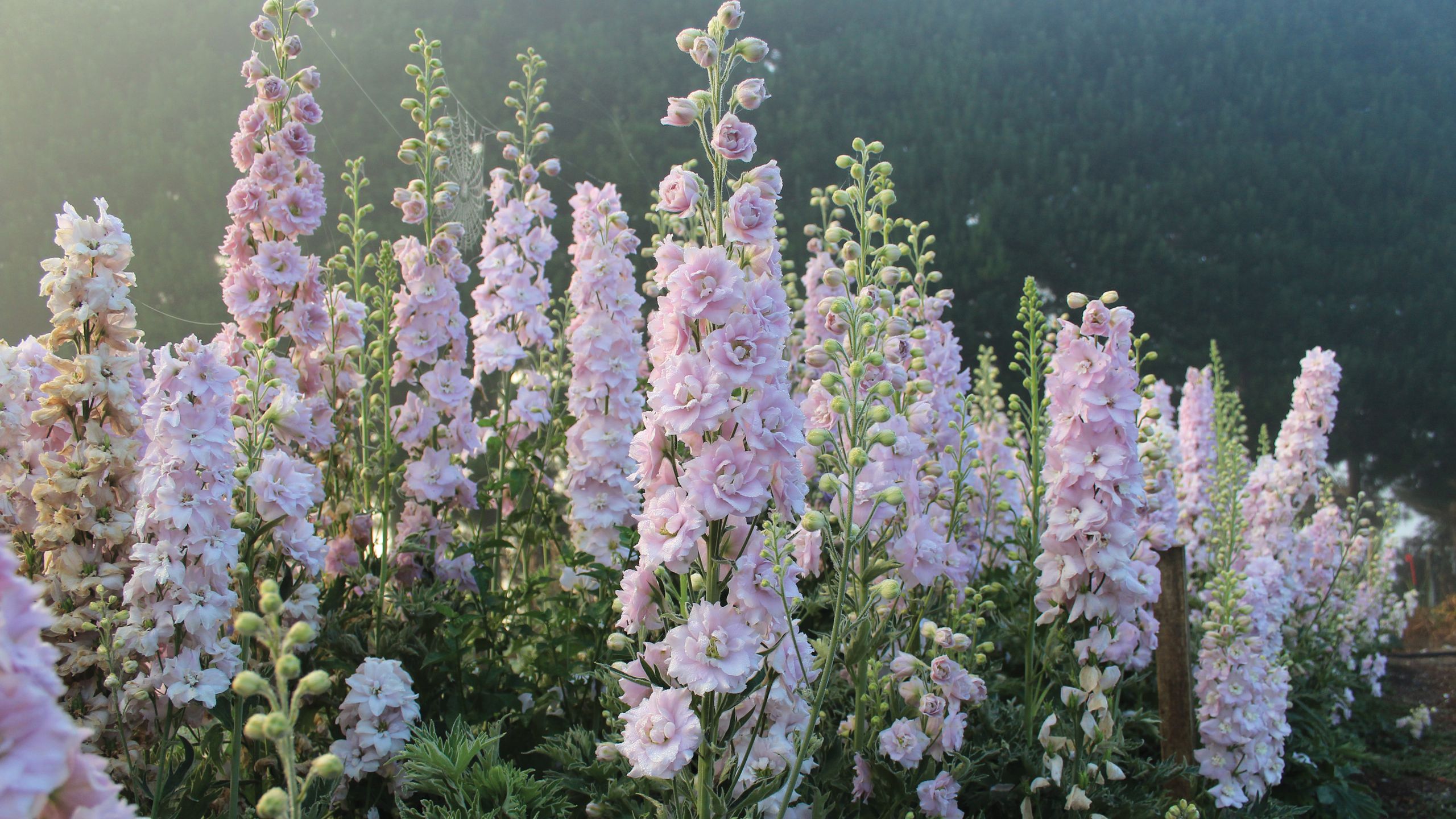 5 plants to add height to your flowerbeds this spring and summer ...