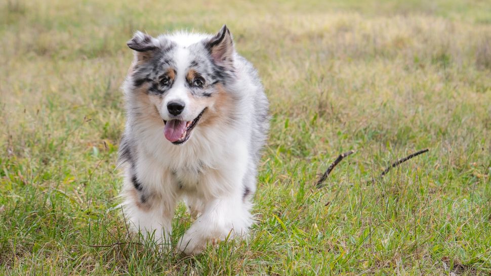 22 American dog breeds | PetsRadar