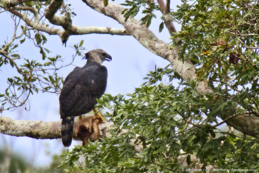 In Images: Amazing Harpy Eagle Chick | Live Science