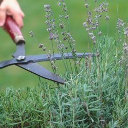 How to prune salvias - a step-by-step guide | Ideal Home
