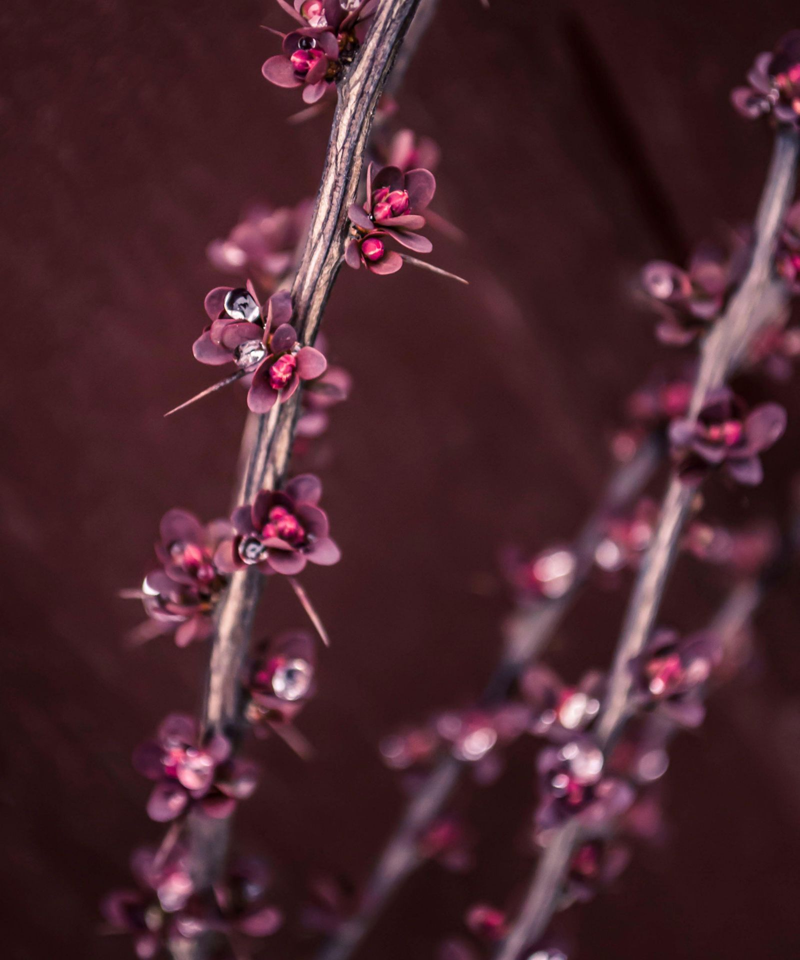 Tips for when and how to prune barberry shrubs | Homes and Gardens