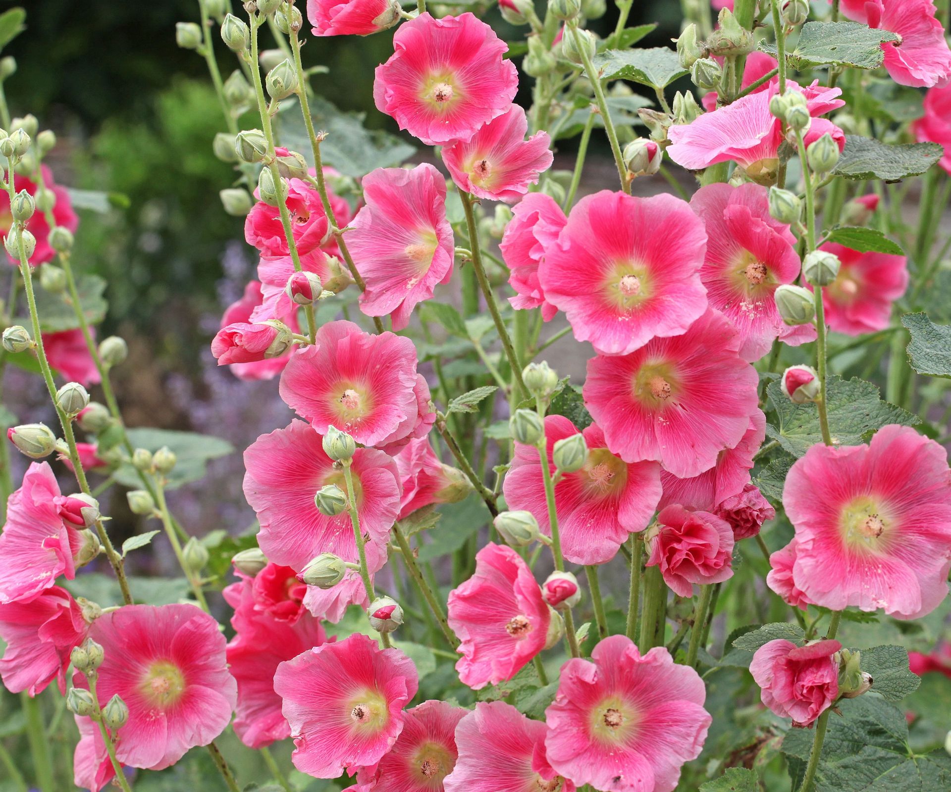 How to Grow Hollyhocks – Easy Planting and Care Essentials | Gardening ...