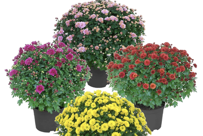 5 plants to plant in September to ensure a blooming backyard | Livingetc