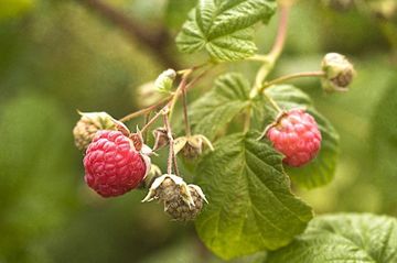 Tips & Information about Raspberries | Gardening Know How