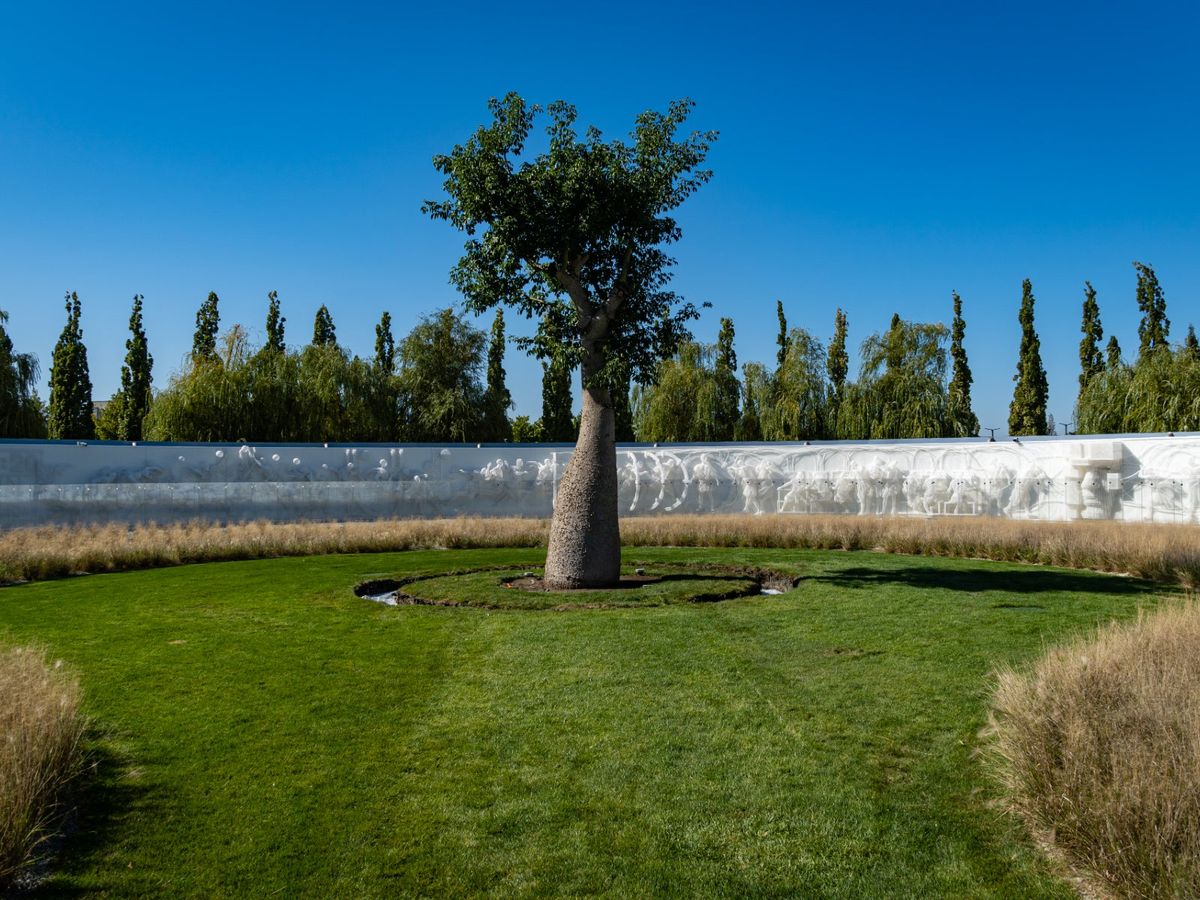 Floss Silk Tree Care - Information On Growing Silk Floss Tree ...