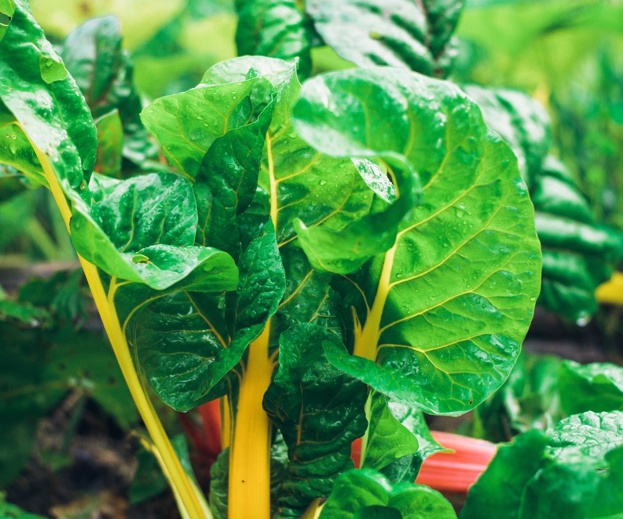 All about when to plant Swiss chard in a vegetable garden | Homes and ...