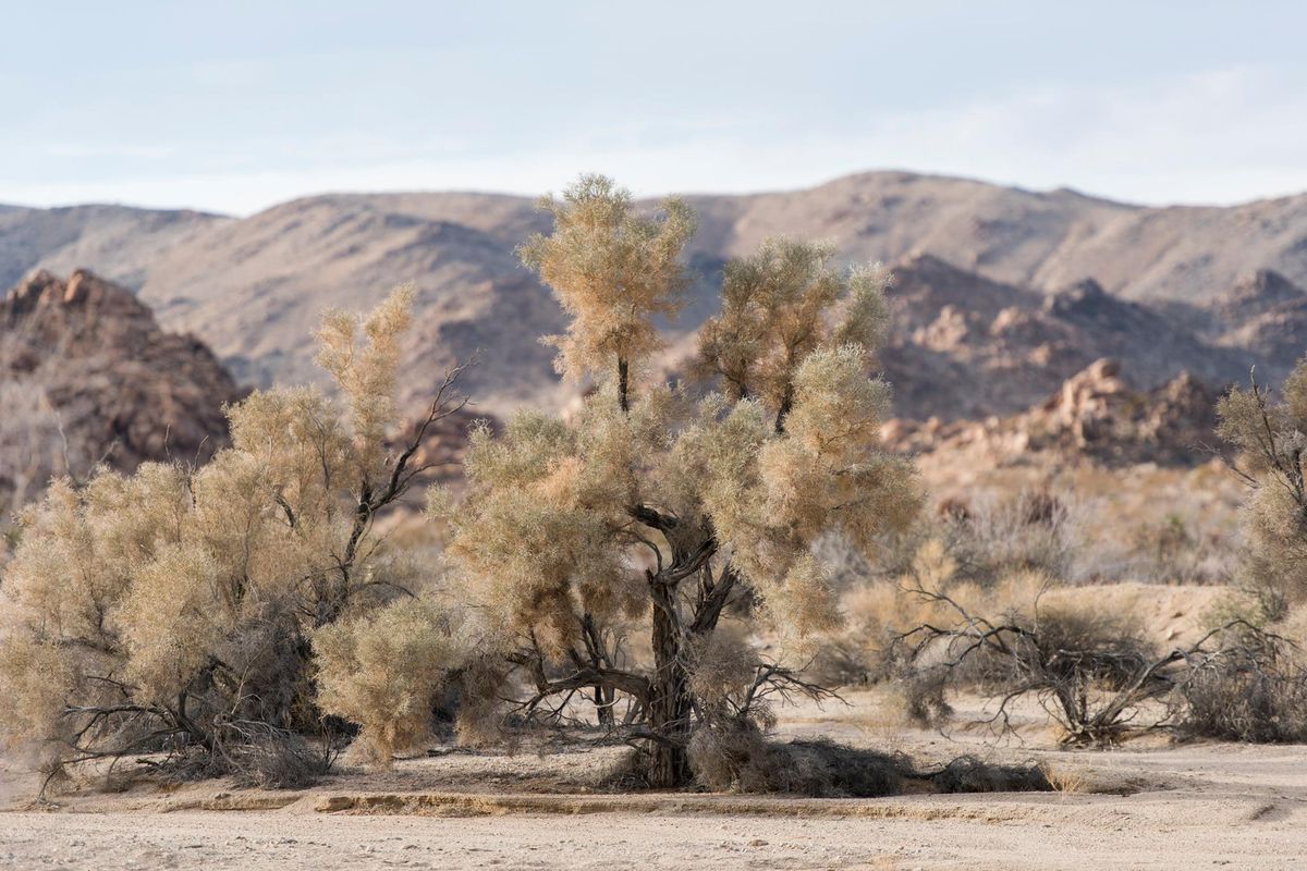 Smoketree Photos: The Ghosts of the North American Desert | Live Science